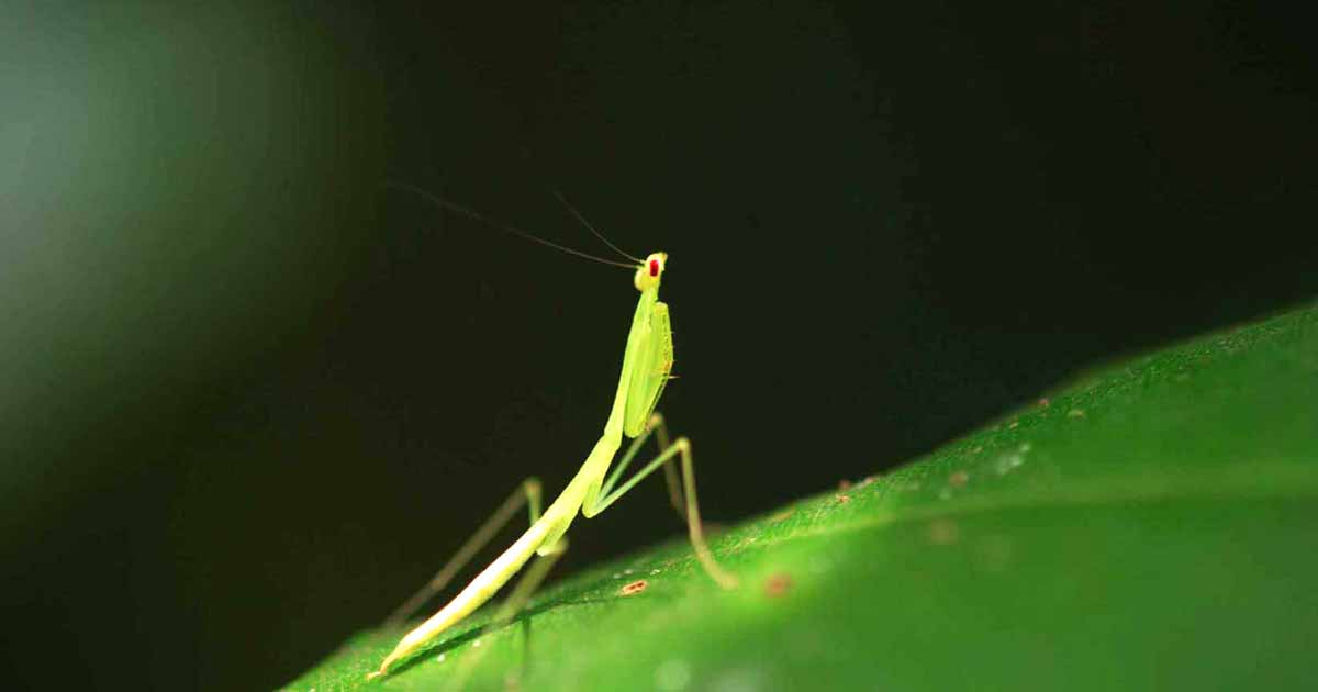 Things to Do in Sinharaja Forest Reserve Sri Lanka